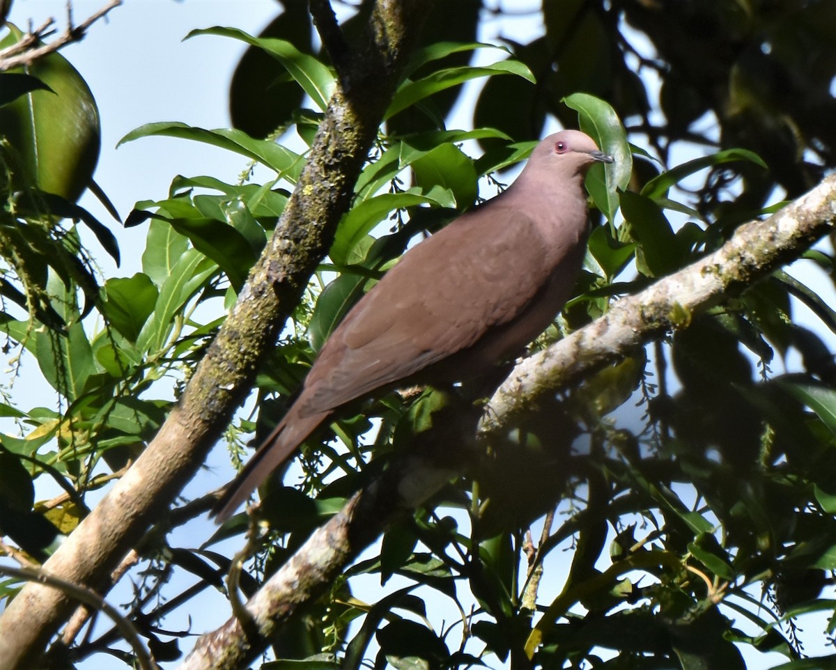 eBird Checklist - 2 Mar 2020 - Curi-Cancha Refugio de Vida Silvestre ...