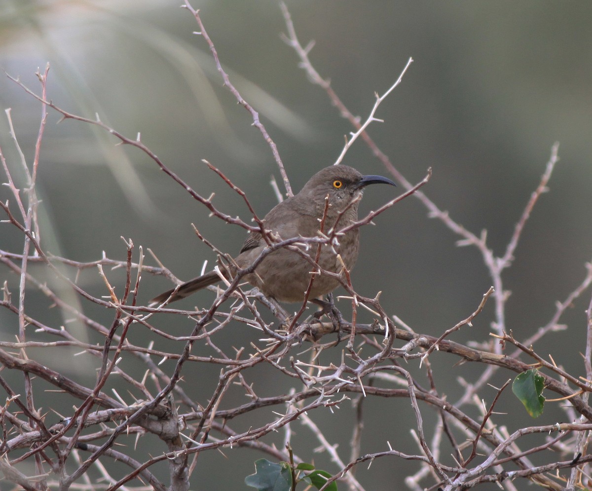 eBird Checklist - 19 Feb 2010 - West McCabe Road - 22 species