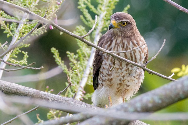 Llera, Tamaulipas, Mexico - eBird
