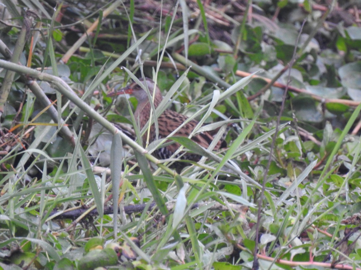 eBird Checklist - 2 Mar 2020 - Maguri Beel (Maguri Wetland) - 44 species
