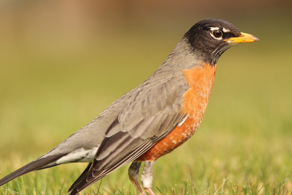 ML216349441 - American Robin - Macaulay Library