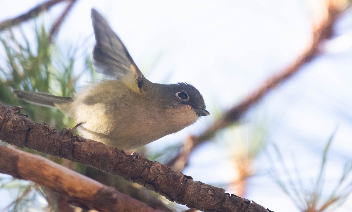 ML216577671 - Green Shrike-Babbler (Eye-ringed) - Macaulay Library