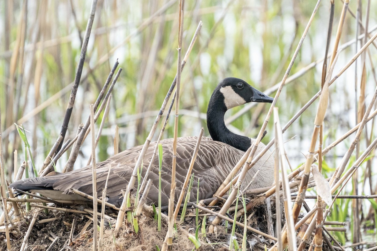 Virginia Breeding Bird Atlas Checklist - 20 Mar 2020 - Dutch Gap ...