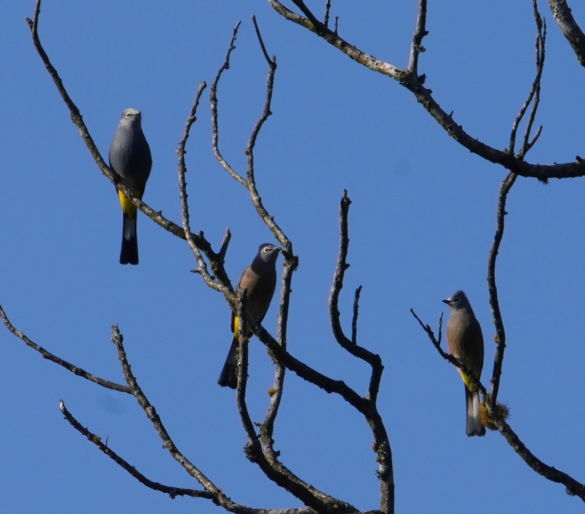 eBird Checklist - 2 Dec 2018 - Rey Tepepul - 31 species