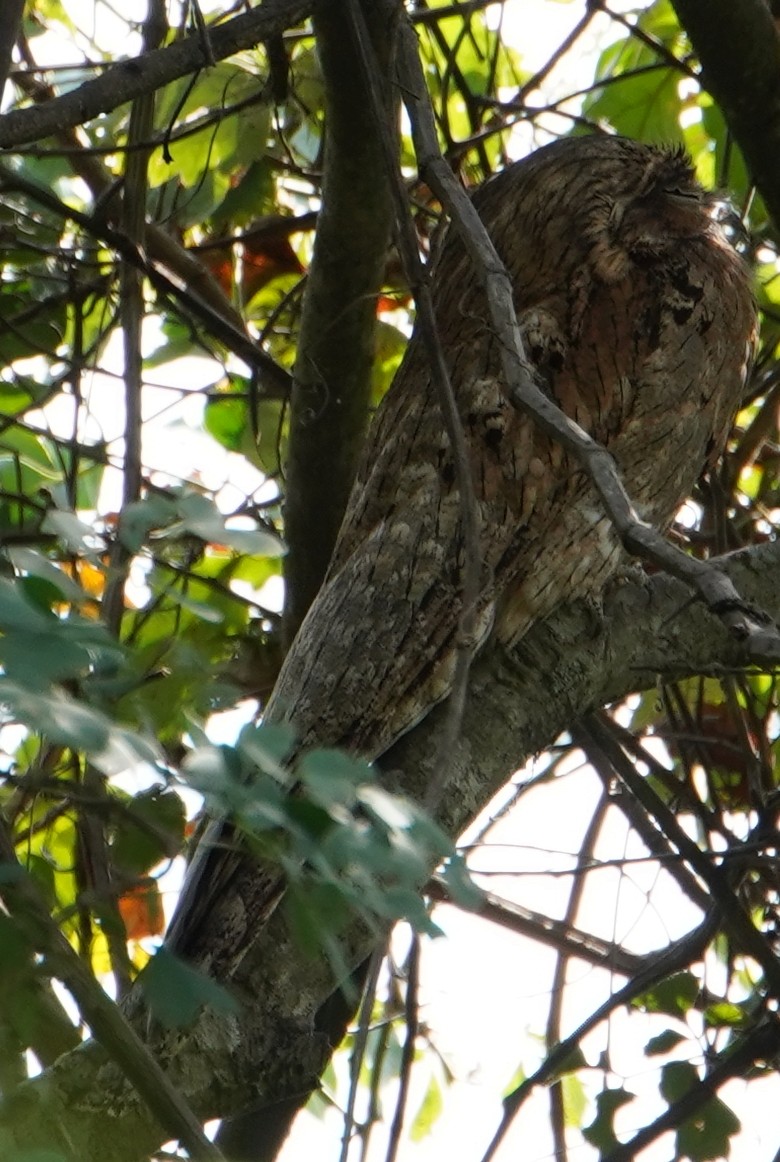 eBird Checklist - 30 Nov 2018 - Los Tarrales - 65 species