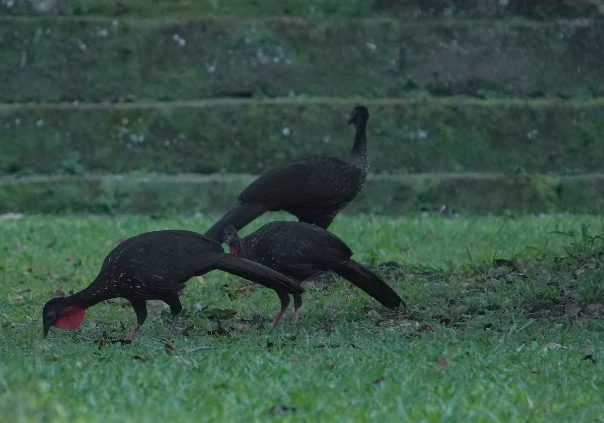 eBird Checklist - 8 Dec 2018 - Tikal NP - 62 species