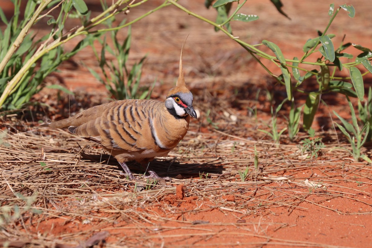 eBird Checklist - 11 Mar 2020 - Alice Springs Desert Park (please don't ...
