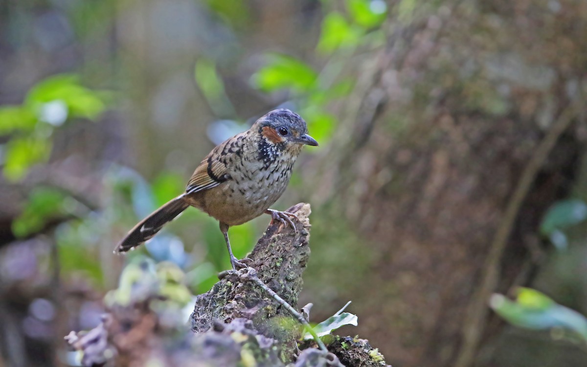 ML217166821 - Chestnut-eared Laughingthrush - Macaulay Library