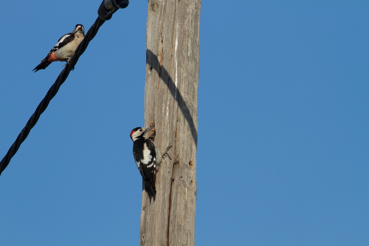 eBird Checklist - 3 Mar 2020 - Kibbutz Kfar Ruppin קיבוץ כפר רופין - 11 ...