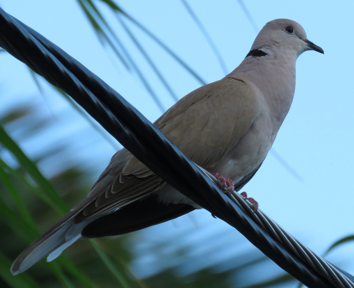 ML217445231 - African Collared-Dove (Domestic type or Ringed Turtle-Dove) - Macaulay Library