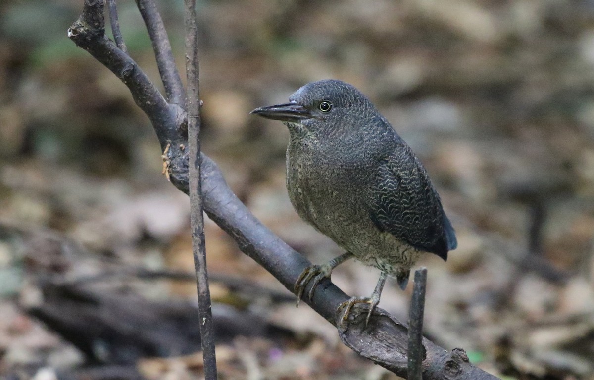 ML217538131 - Zigzag Heron - Macaulay Library
