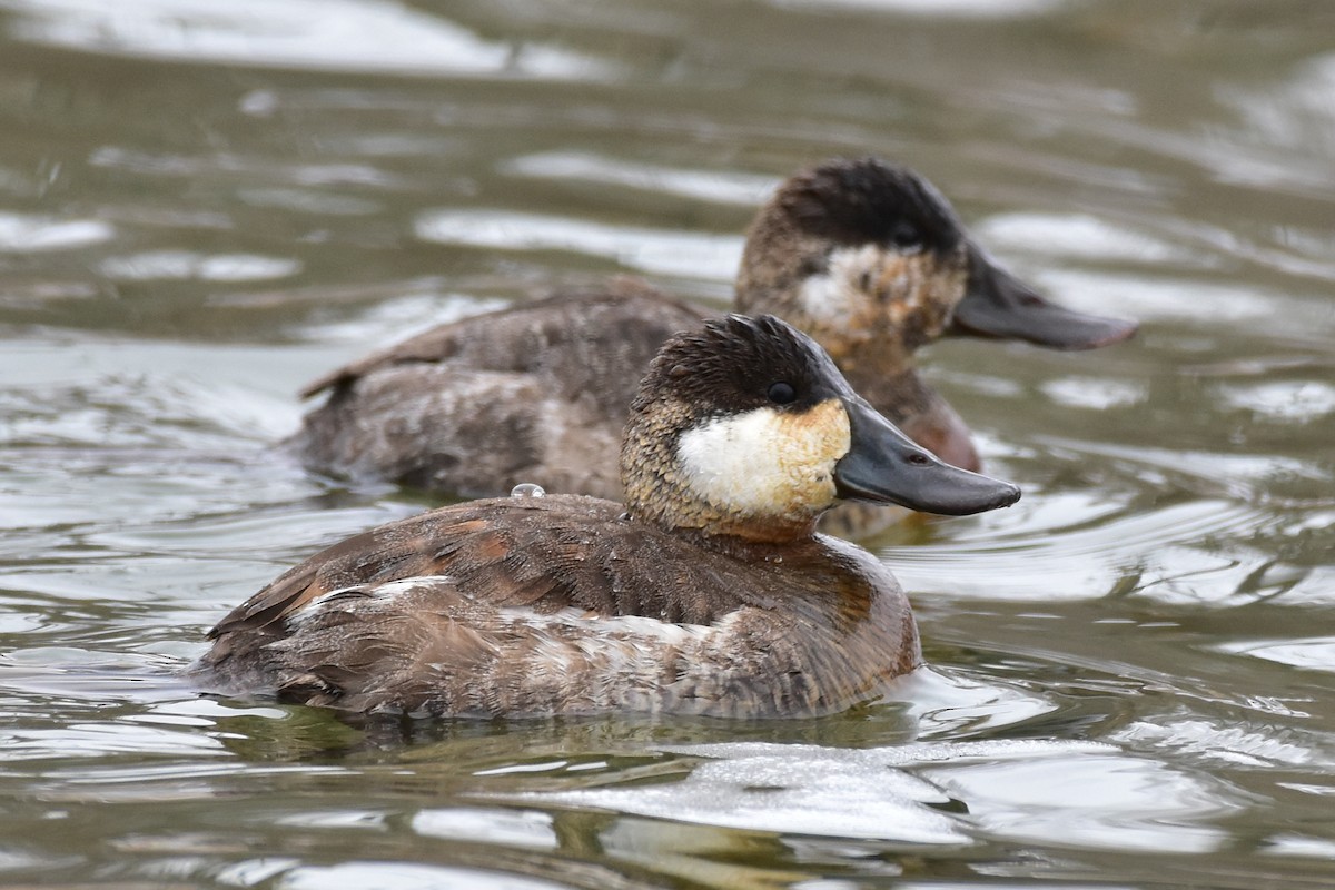 ML217742391 - Ruddy Duck - Macaulay Library
