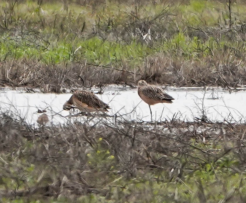 eBird Checklist - 23 Mar 2020 - Hackberry Flat WMA - 35 species (+1 ...