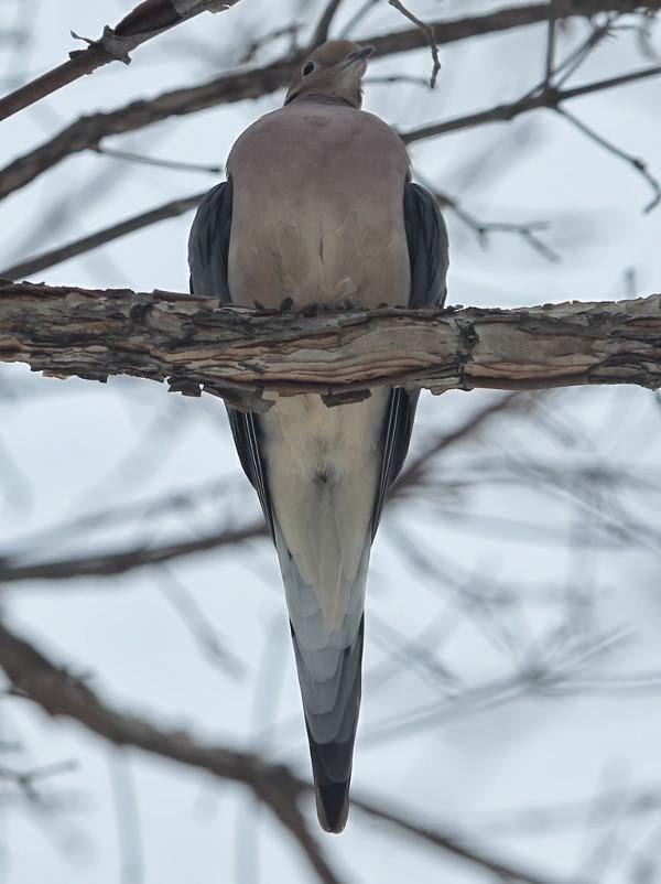 eBird Checklist - 5 Jan 2014 - Arnold Arboretum - 13 species