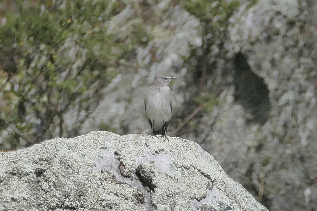 ML217950001 - Cinereous Ground-Tyrant - Macaulay Library