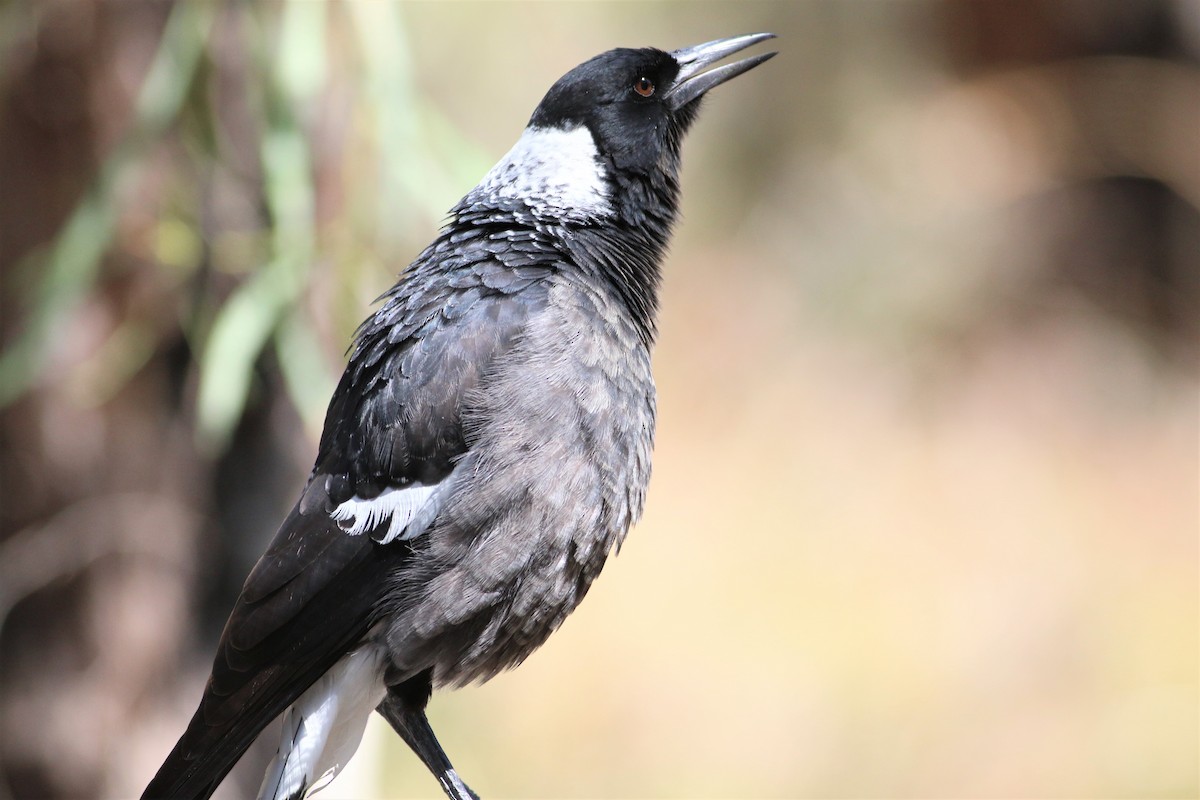 eBird Checklist - 18 Mar 2020 - Kings Park (Perth) - 31 species