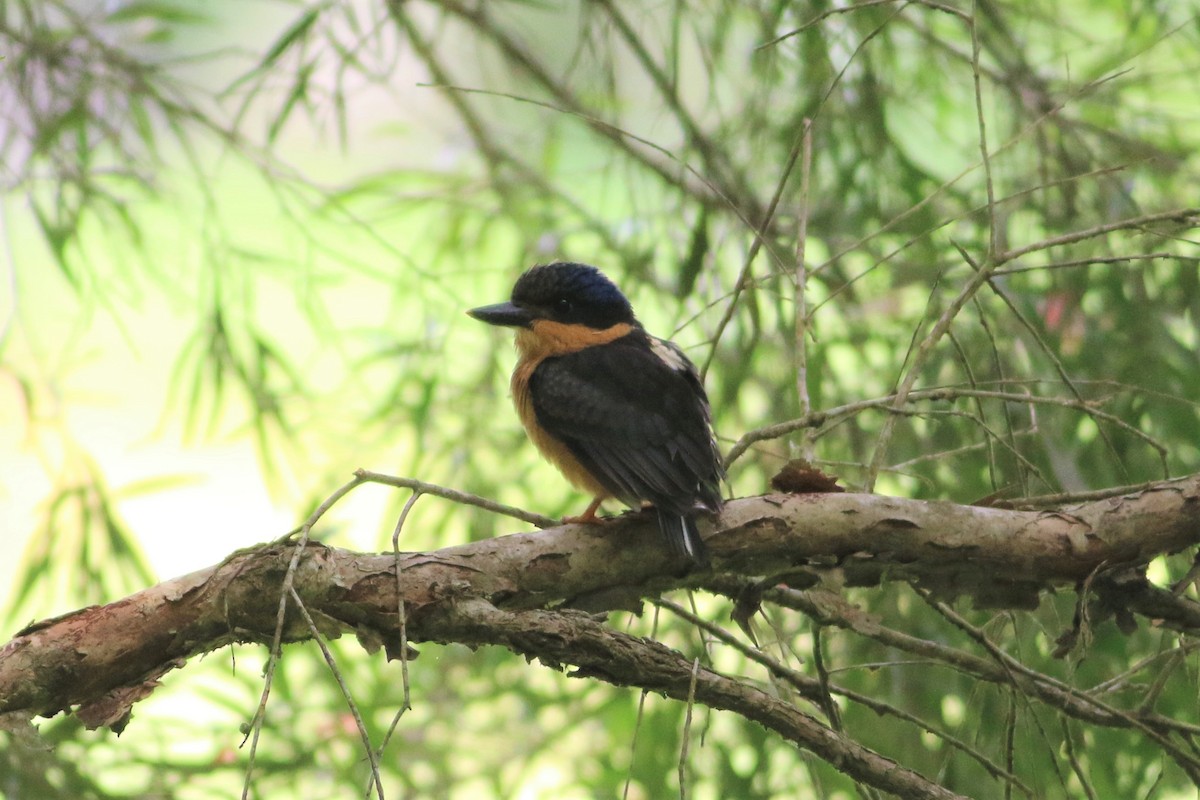 eBird Checklist - 20 Mar 2020 - Julatten - 18 species