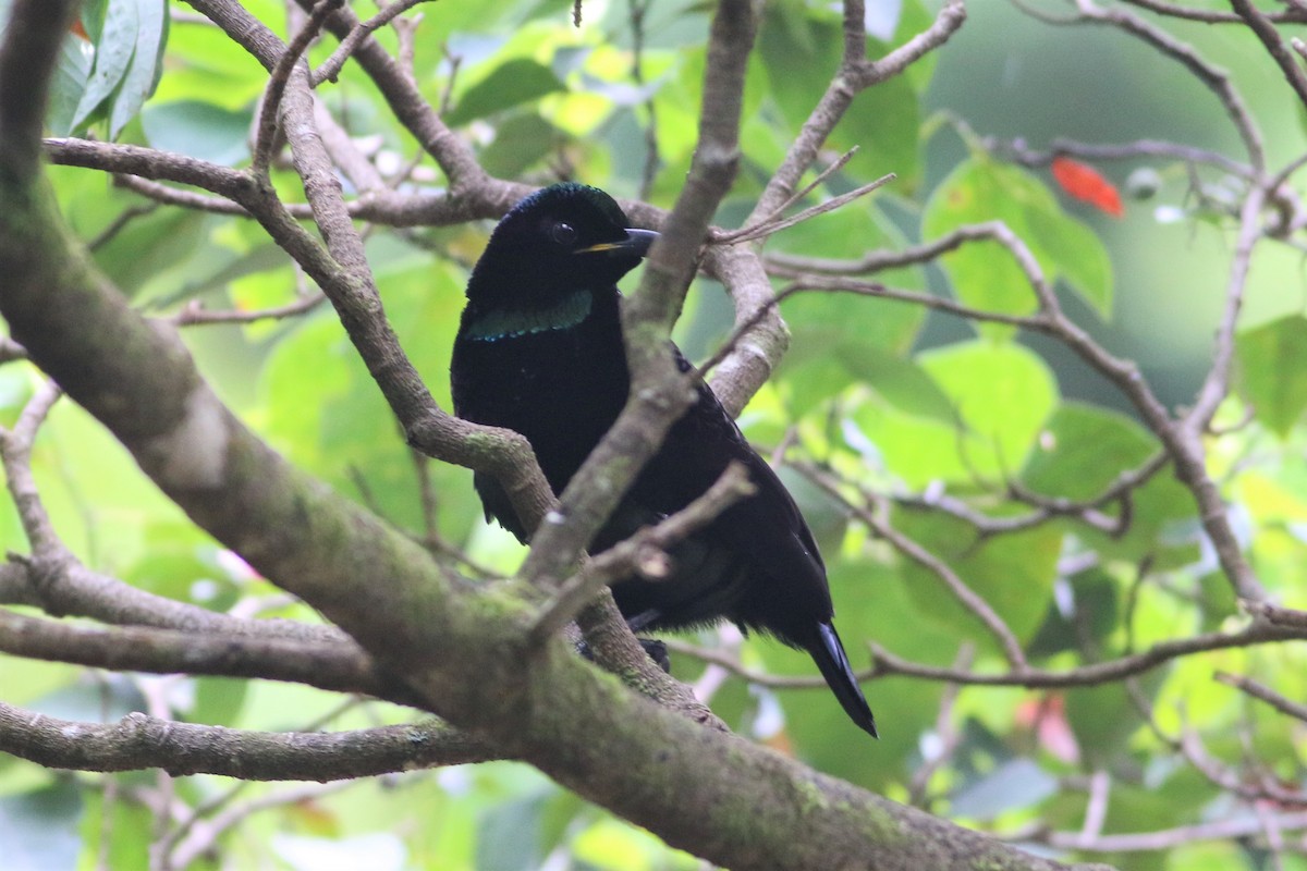 eBird Checklist - 20 Mar 2020 - Mt Lewis clearing to dam track - 18 species