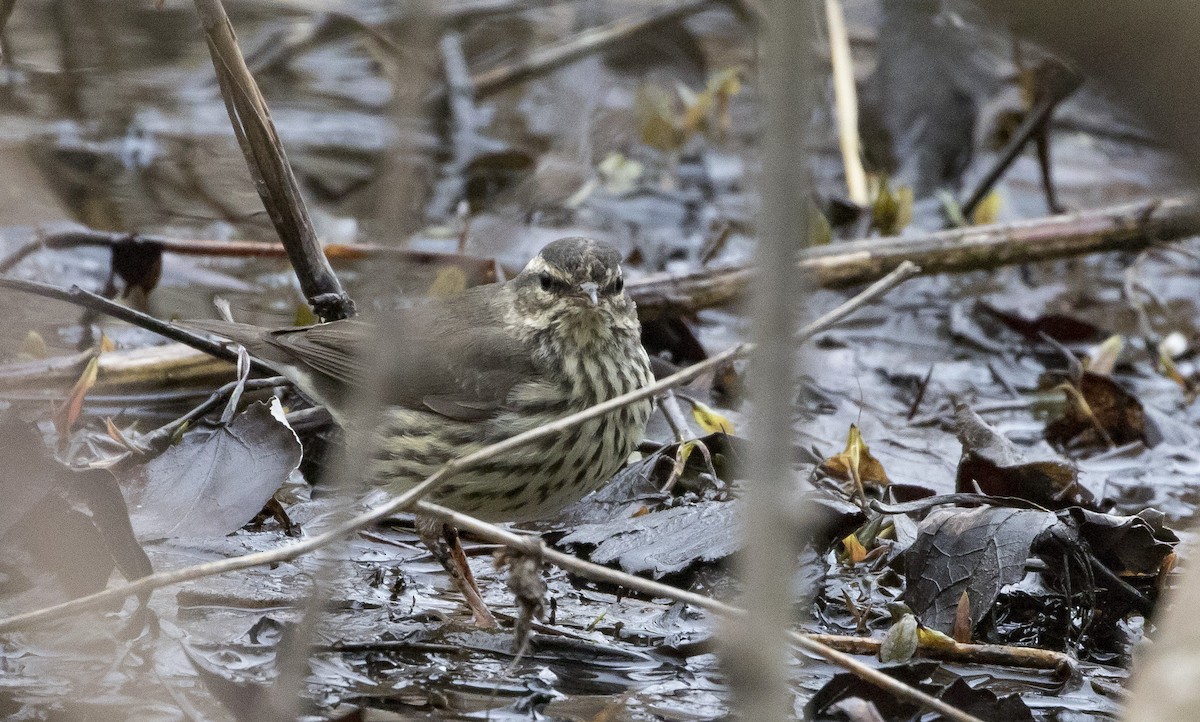 eBird Checklist - 26 Mar 2020 - Mildred A. Peterson Nature Preserve ...