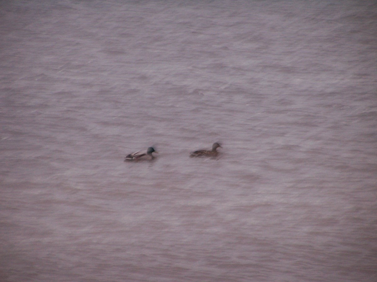 ML21845741 - Mallard - Macaulay Library