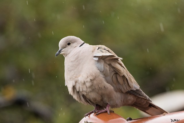 RainCrow: how to get weather information on your lists - eBird Greece