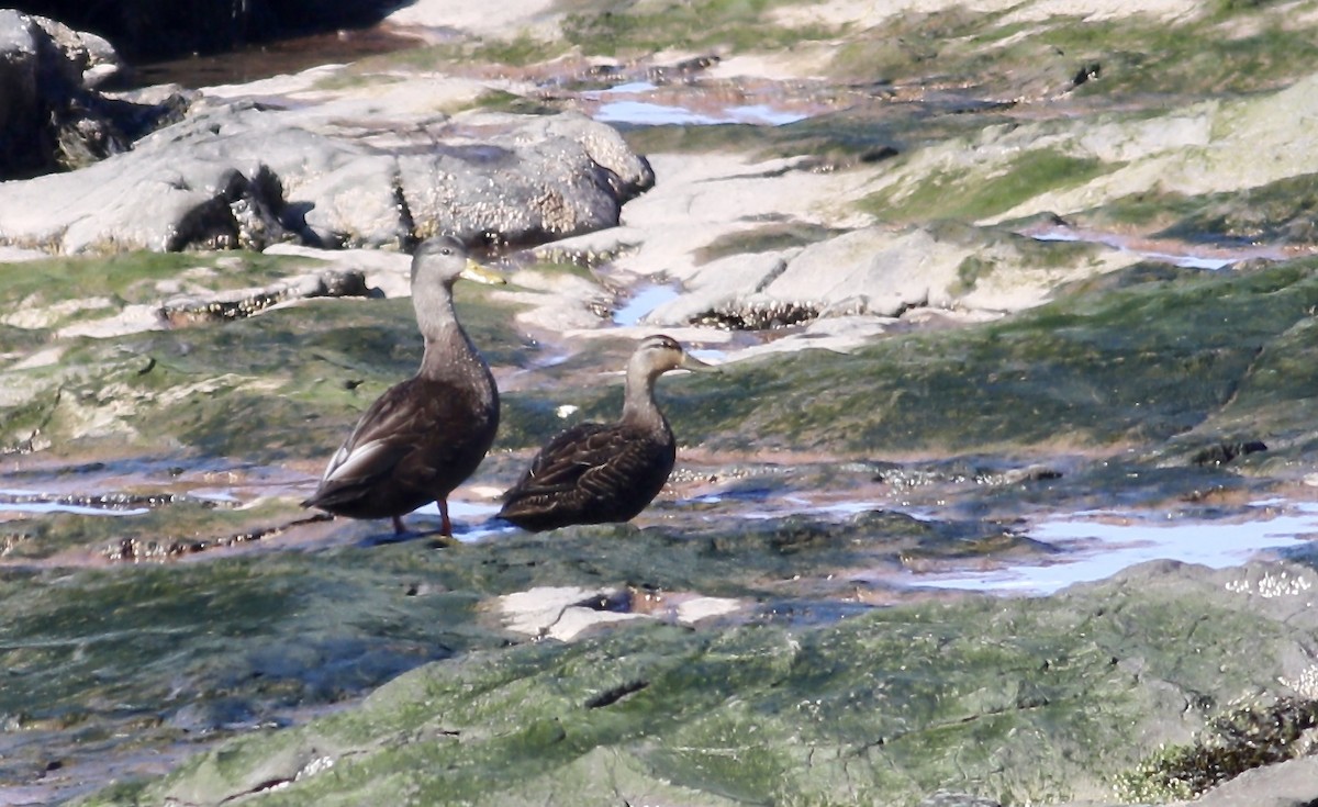 eBird Checklist - 28 Mar 2020 - Scots Bay--End of Rte 358 to Cape Split ...