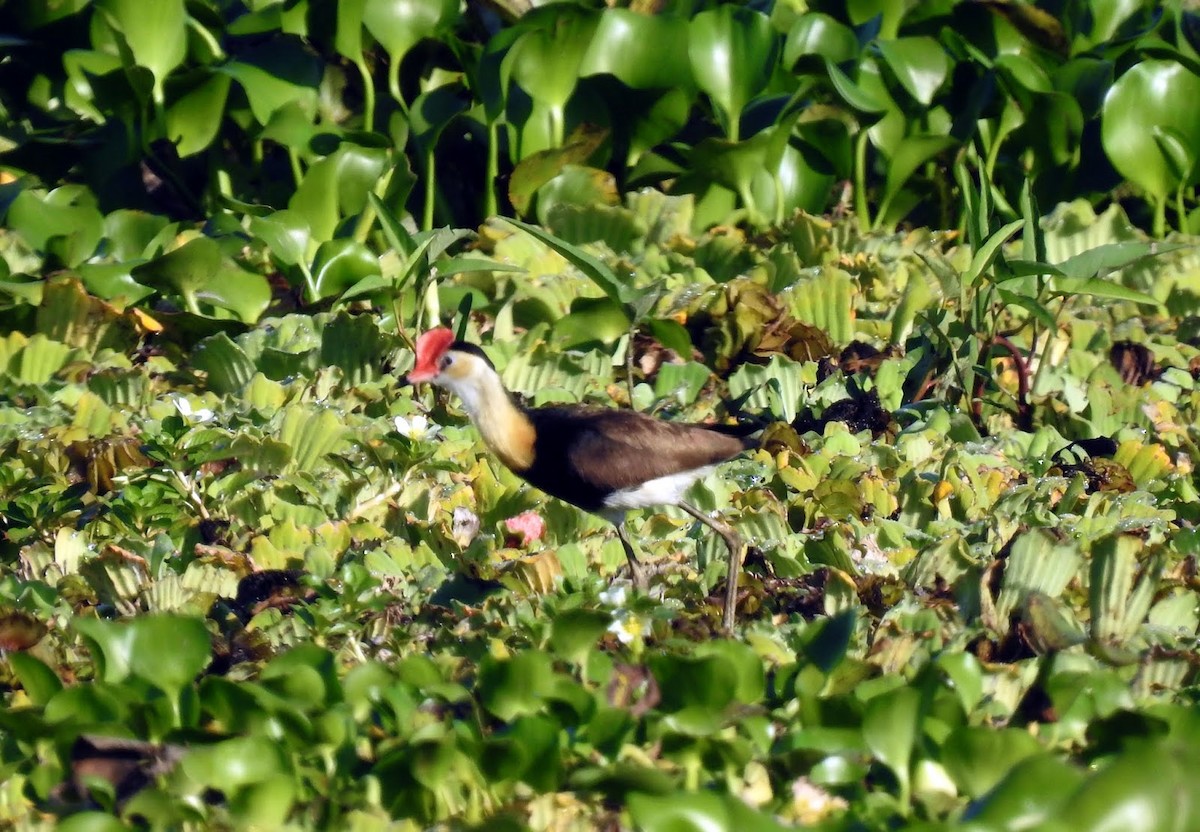 eBird Checklist - 9 Feb 2019 - Liguasan Marsh - 6 species