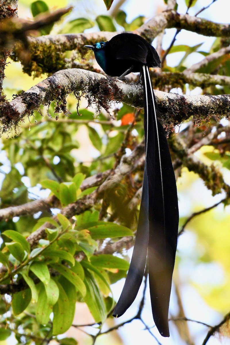 ML219260751 - Stephanie's Astrapia - Macaulay Library