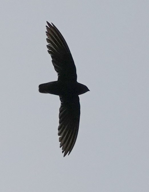 eBird Checklist - 5 Aug 2019 - Summit Park - 18 species