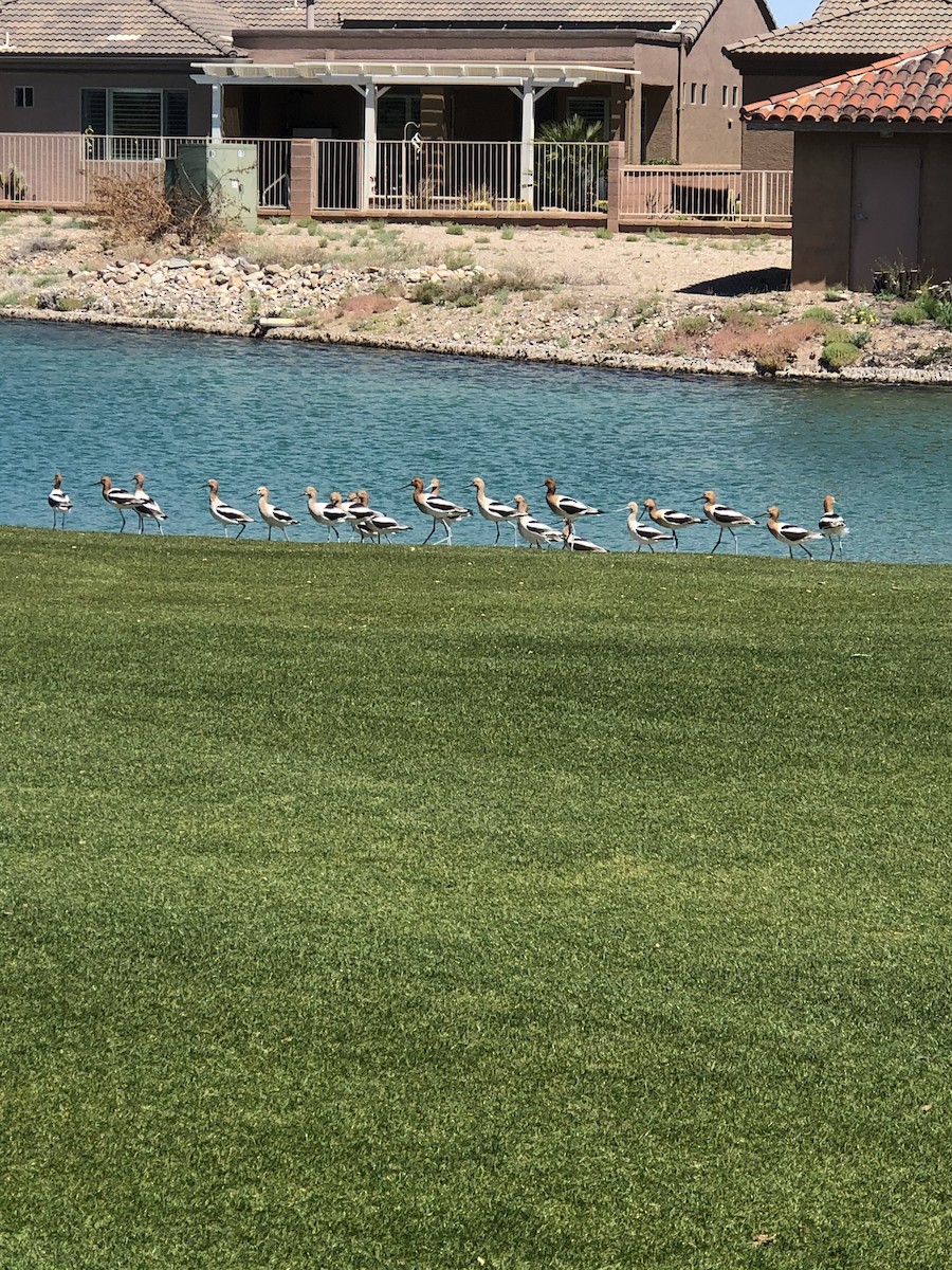 eBird Checklist - 1 Apr 2020 - Canoa Ranch Golf Course - 1 species