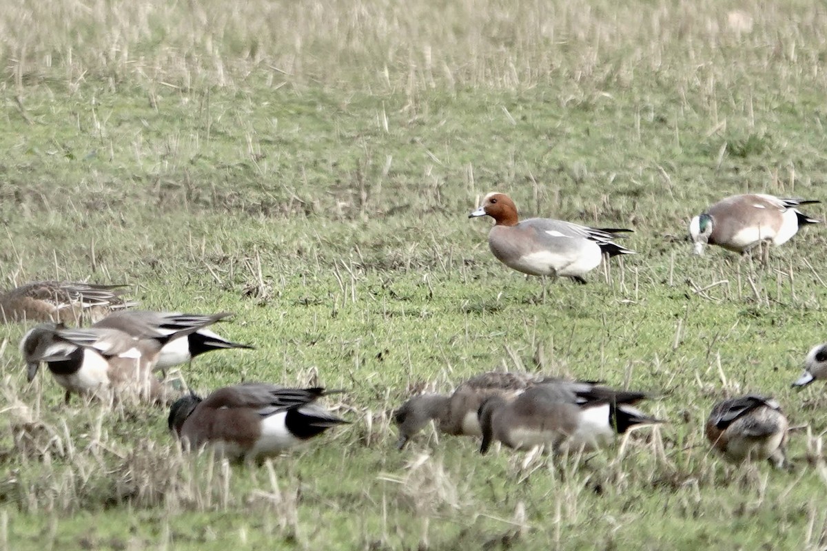 eBird Checklist - 1 Apr 2020 - Serpentine Fen Bird Sanctuary, Surrey CA ...