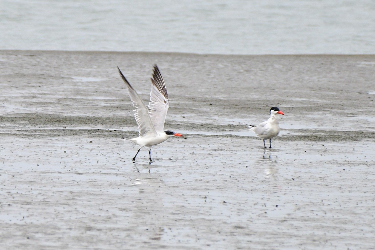 eBird Checklist - 2 Apr 2020 - 台南北門IBA--急水溪口(Beimen IBA--Jishui River ...