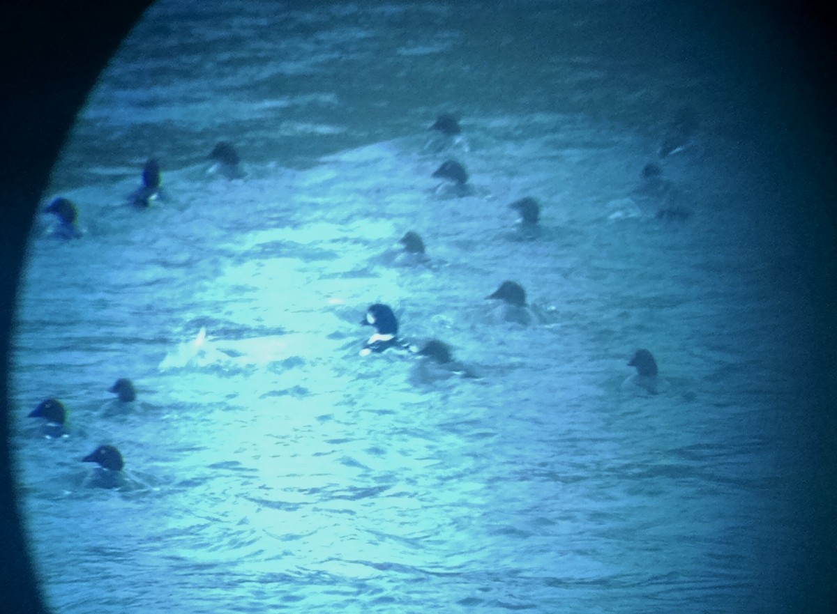 eBird Checklist - 16 Dec 2015 - Rio Grande- E. of Taos/Rio Arriba ...