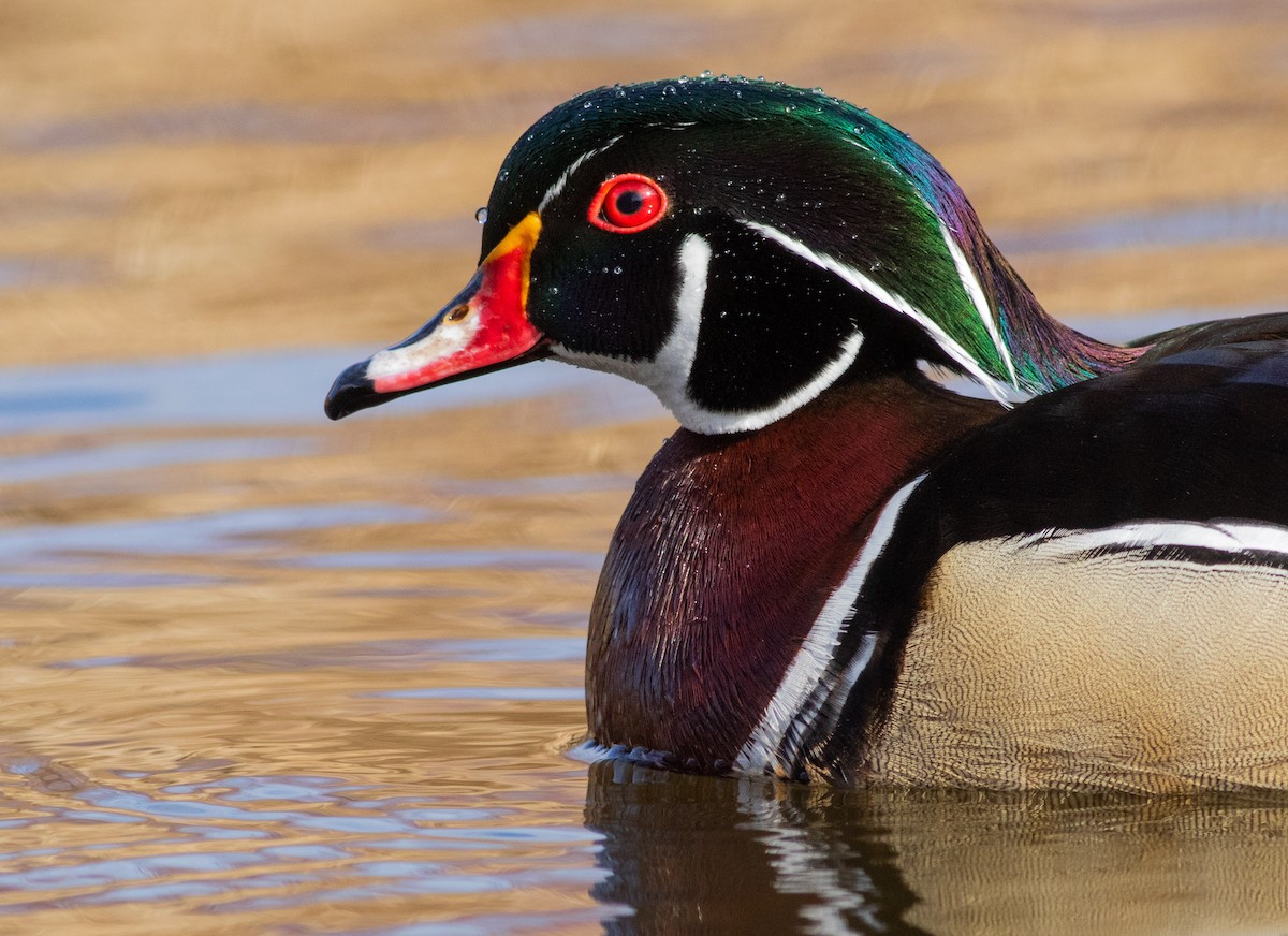 ML220432731 - Wood Duck - Macaulay Library