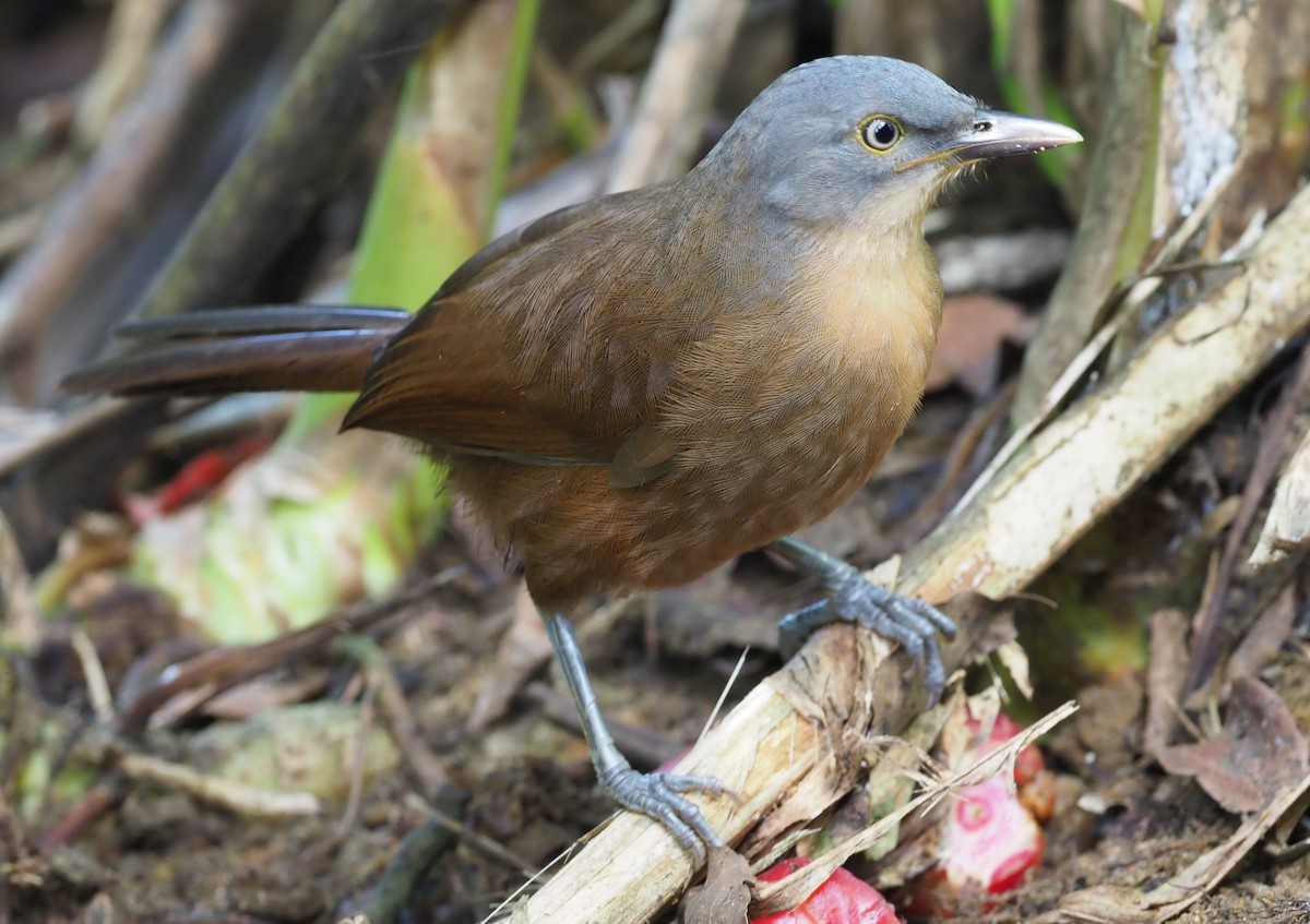 ML220672481 - Ashy-headed Laughingthrush - Macaulay Library