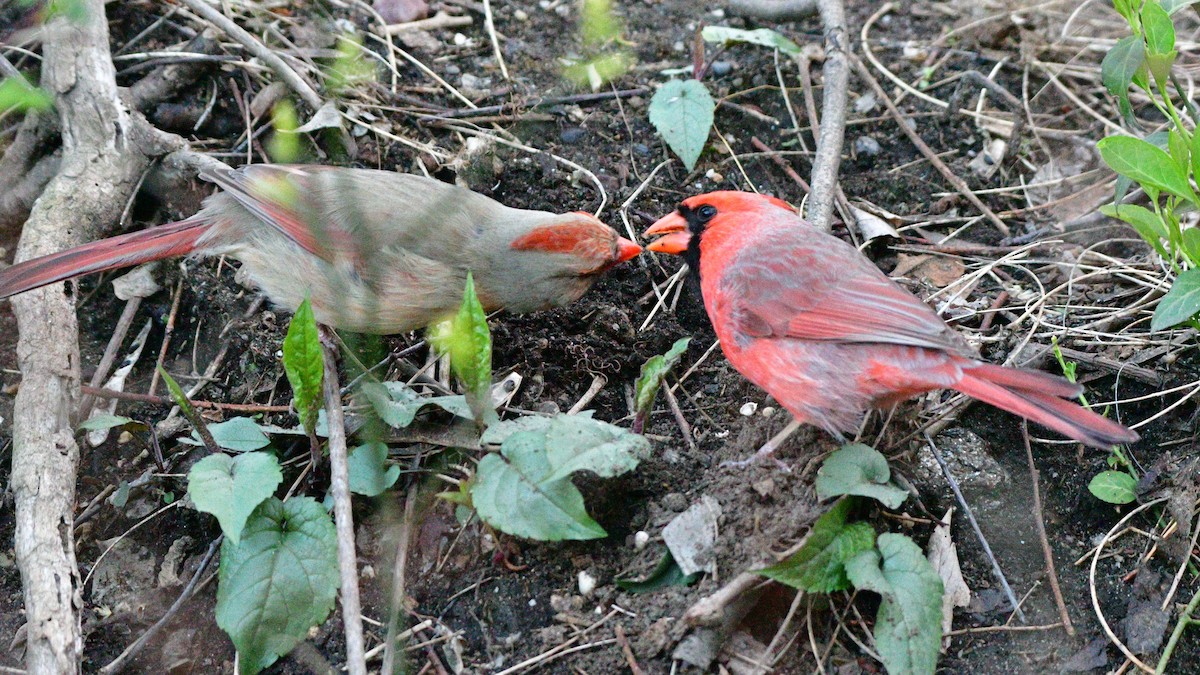 Photos - Northern Cardinal - Cardinalis cardinalis - Birds of the World