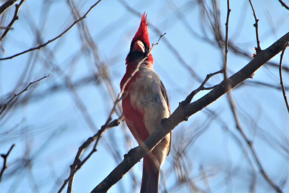 Photos - Northern Cardinal - Cardinalis cardinalis - Birds of the World