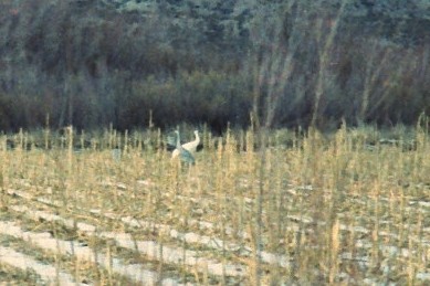 eBird Checklist - 23 Jan 1983 - Bosque del Apache NWR - 1 species