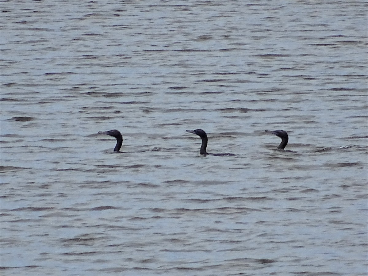 eBird Checklist - 9 Apr 2020 - Penrhyn Estuary, Botany Bay - 15 species