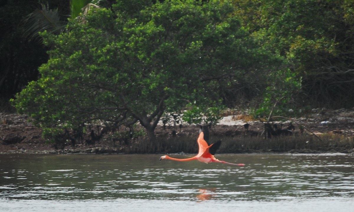 eBird Checklist - 18 Dec 2015 - Biscayne NP--Elliott Key - 1 species