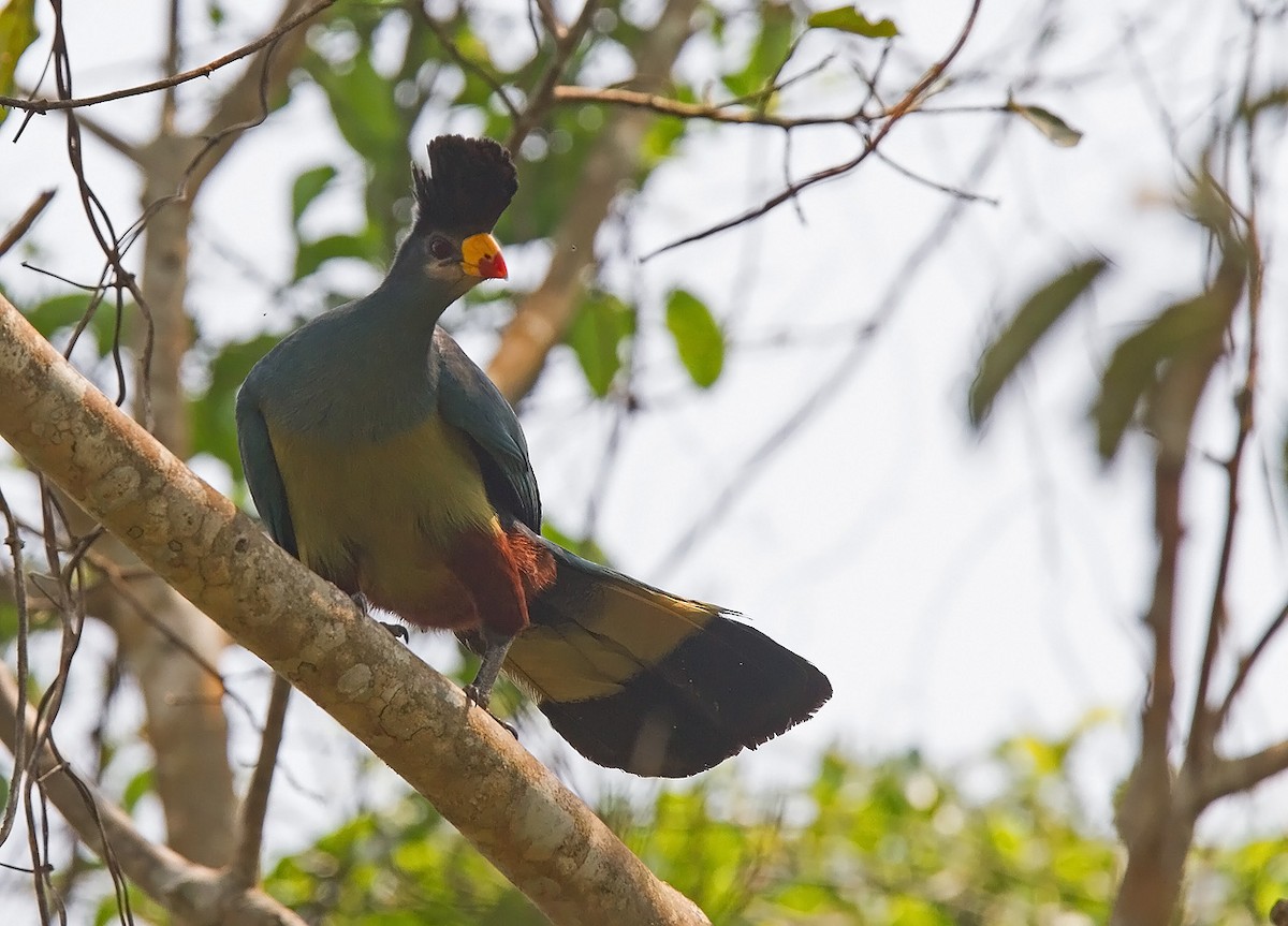 ML221962321 - Great Blue Turaco - Macaulay Library