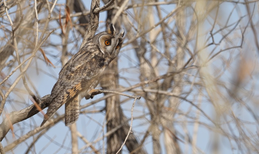 ML222016581 - Long-eared Owl - Macaulay Library