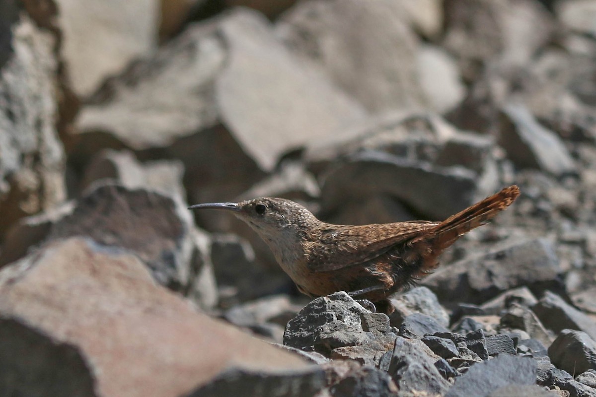 eBird Checklist - 17 Jun 2015 - Buttermilk Canyon Rd (Morrow County ...