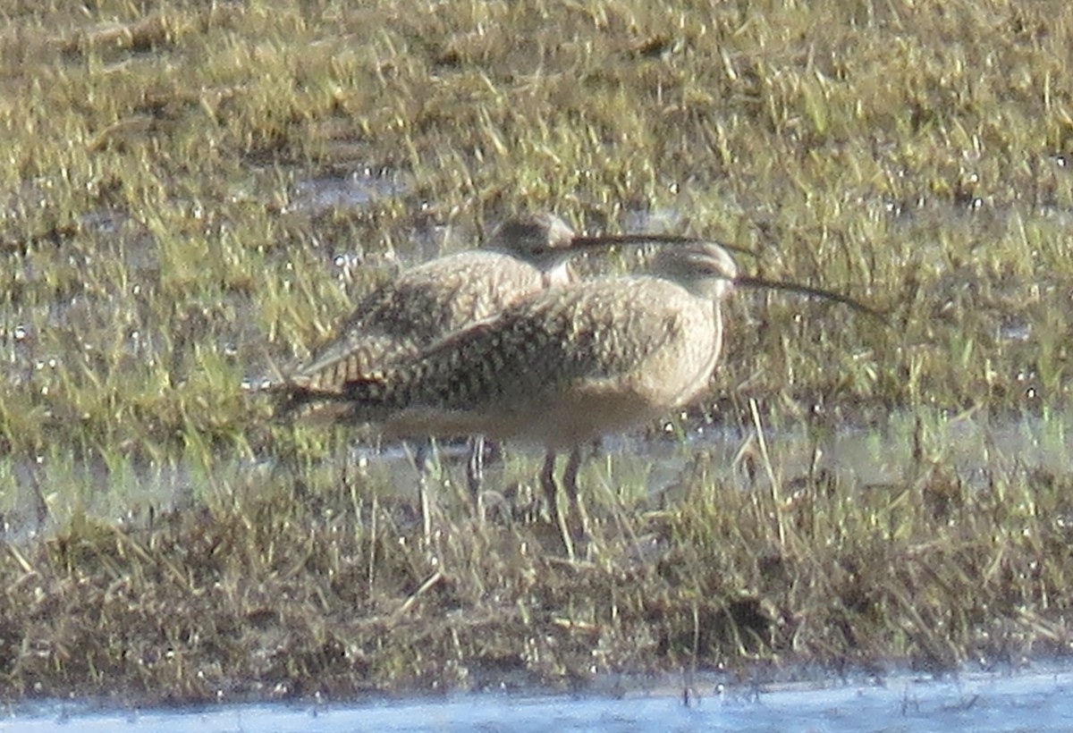 eBird Checklist - 10 Apr 2020 - Jack's Pasture and Piedra Road - 13 species