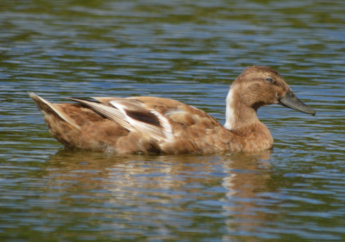 ML22258091 - Mallard (Domestic type) - Macaulay Library