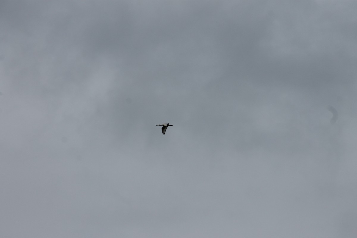 eBird Checklist - 10 Apr 2020 - 41 Hoylake Road, Greenside - 9 species