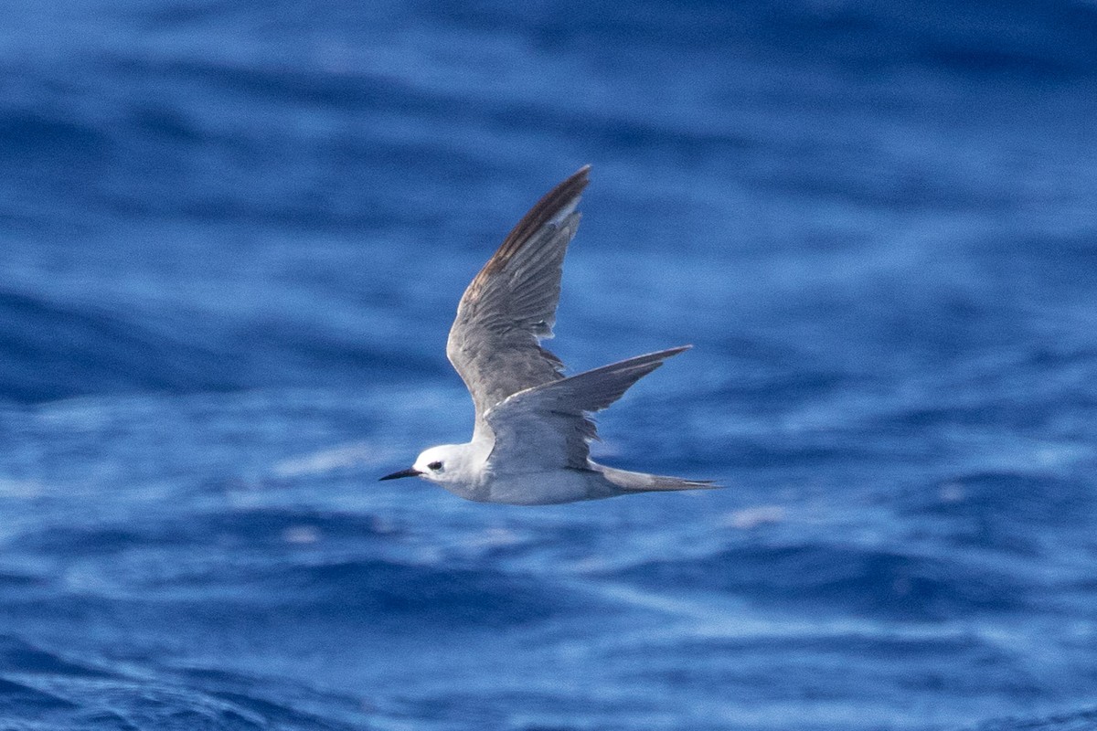 ML223123581 - Blue-gray Noddy - Macaulay Library