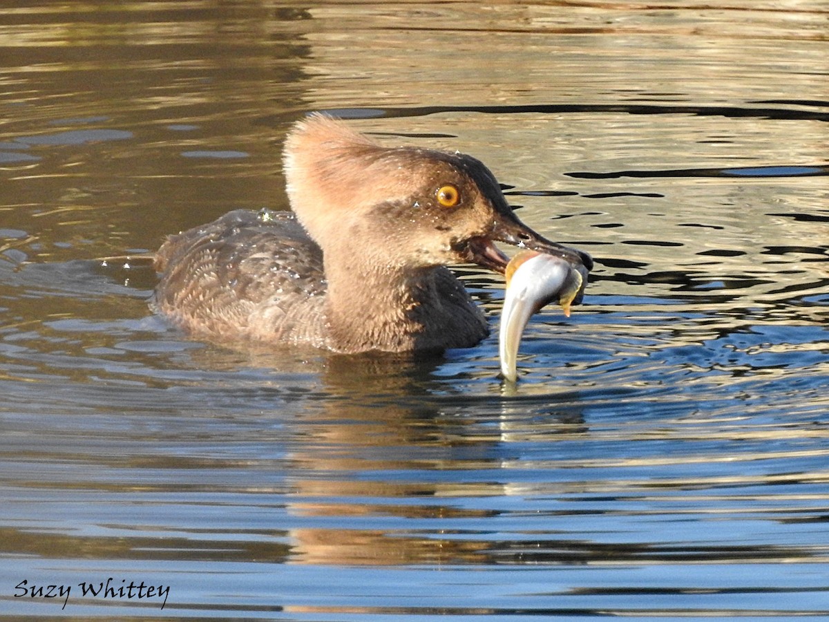 eBird Checklist - 13 Apr 2020 - Chinook Valley - Lingenfelter, Dike ...