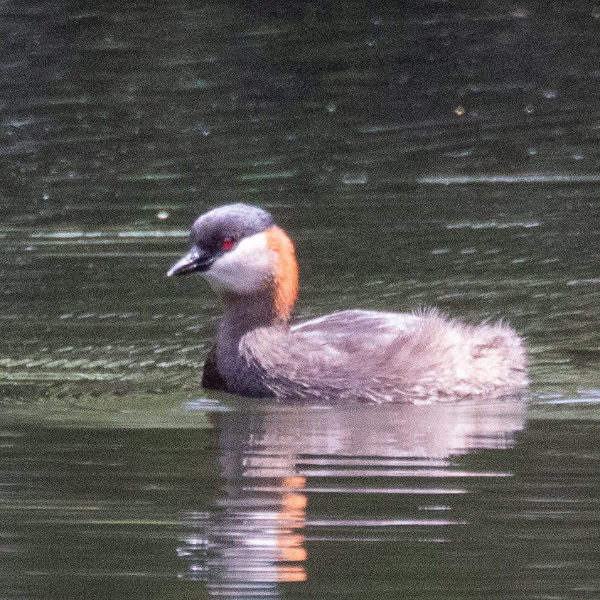 ML223614511 - Madagascar Grebe - Macaulay Library