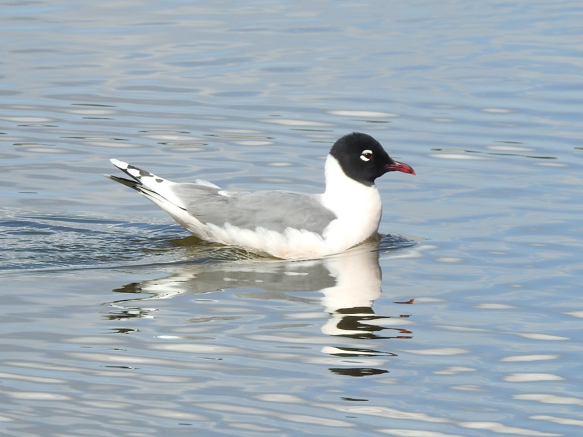 eBird Checklist - 14 Apr 2020 - Pikeview Reservoir - 17 species